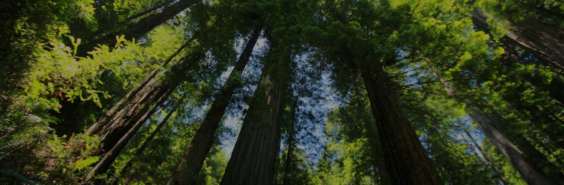 Aerial Tree Service | Services